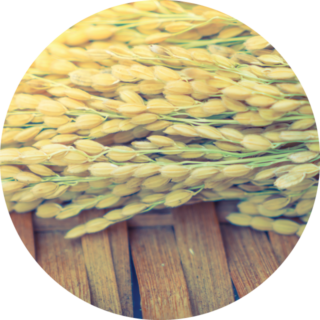 Body Wraps Archives - Innovative Body Science